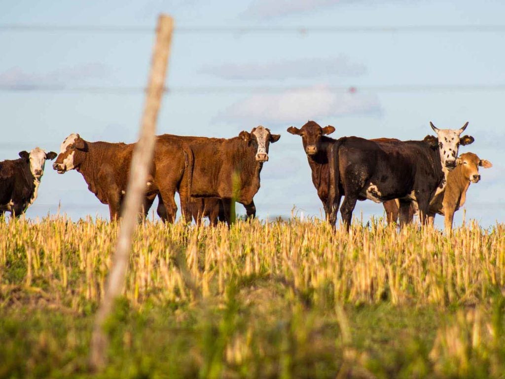 Resource guide on sustainable animal feed - Supply Chain Solutions Center
