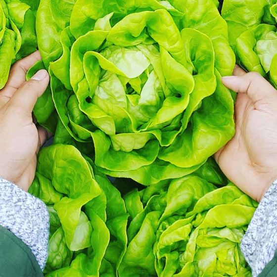 A Roadmap to Reduce U.S. Food Waste by 20% - Supply Chain Solutions Center